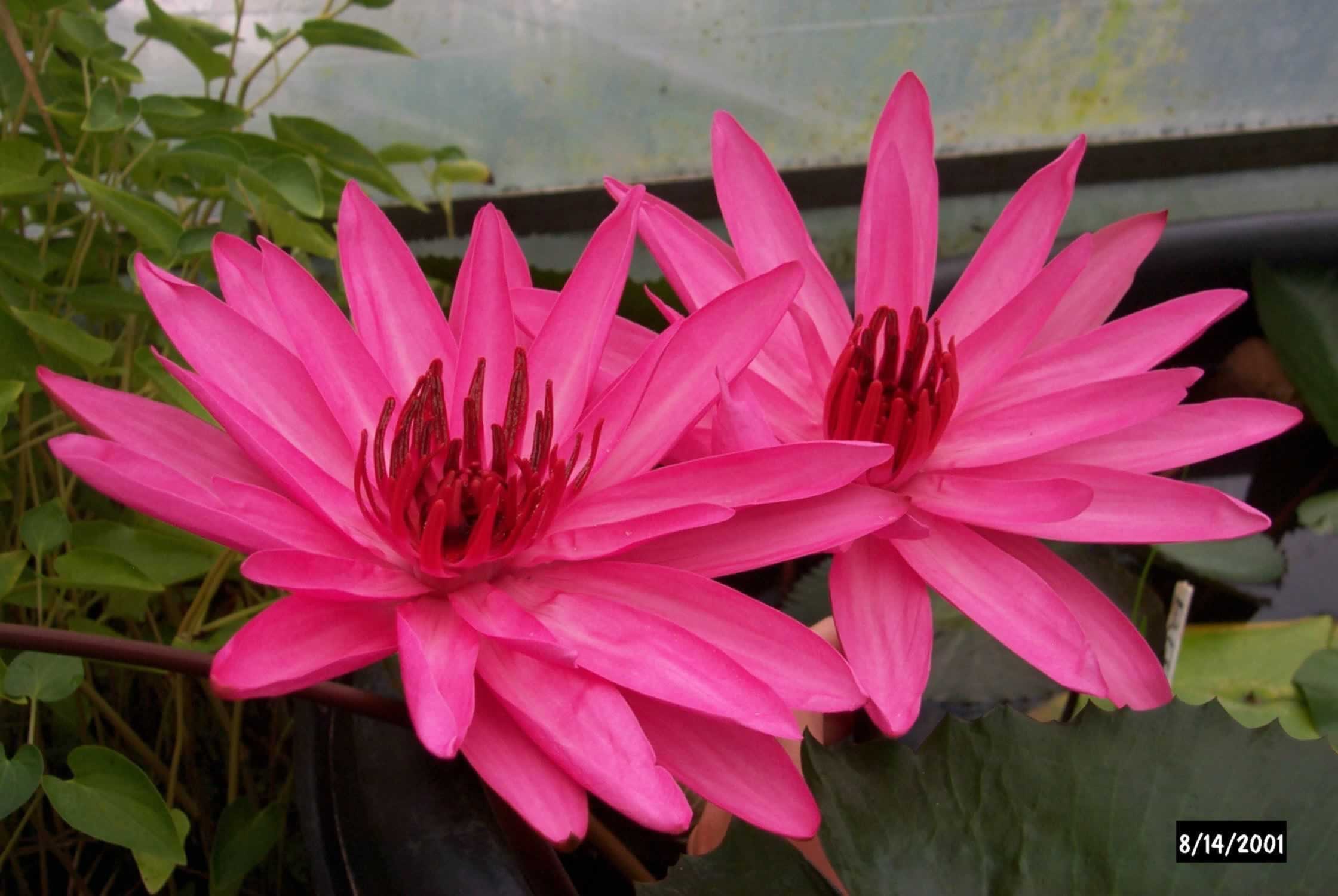 Tropical Water Lilies